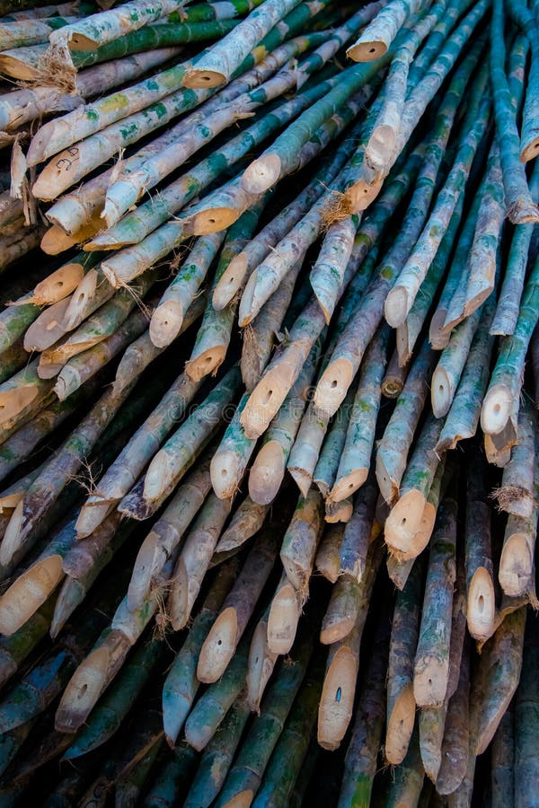 Bamboo Spikes, Wood Material Stock Photo - Image of nature, pattern ...
