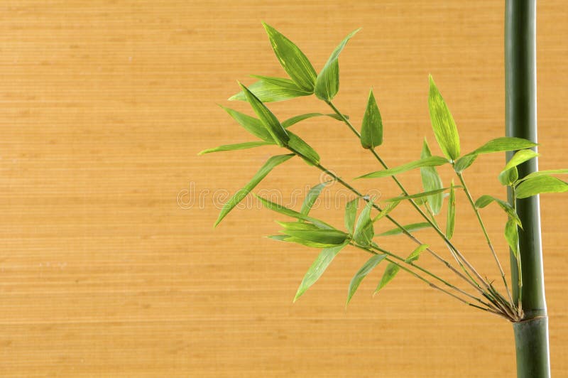 Bamboo sprout stock photo. Image of leaves, bamboo, life - 22338206