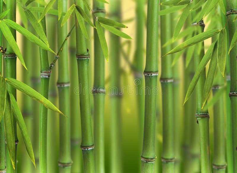 Bamboo jungle background stock photo. Image of growth - 17709088