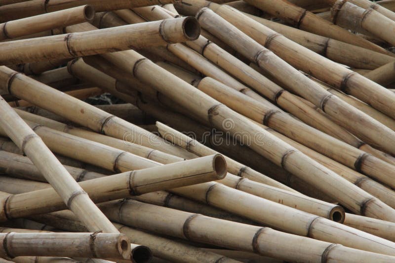Bamboo stock photo. Image of apples, wood, forest, horticulture - 81850064