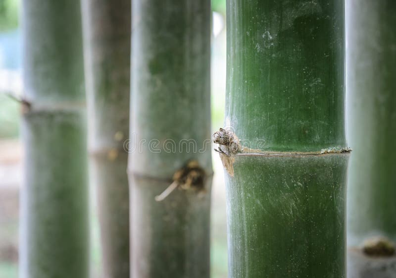 Bamboo stalk stock photo. Image of closeup, nature, wood - 46263522