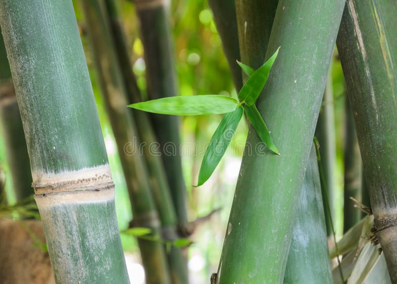 Bamboo stalk and foliage stock photo. Image of plant - 47035442