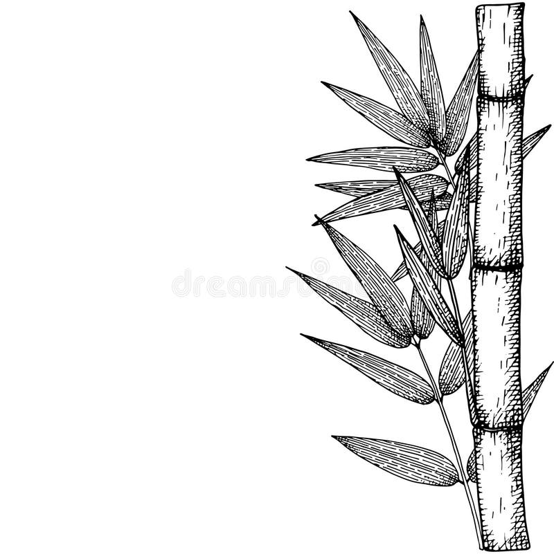 Bamboo Stalk and Leaves. Ink Sketch. Hand Drawn Illustration Stock ...