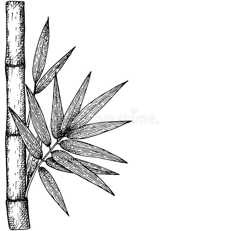 Bamboo Stalk and Leaves. Ink Sketch Stock Vector - Illustration of ...