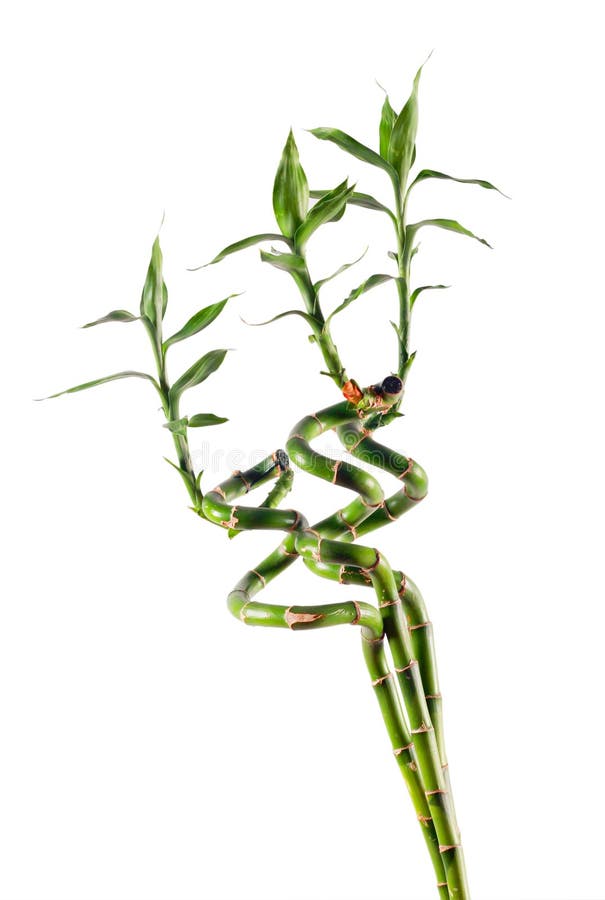 Dry Stalk of a Plant in the Forest, during a Walking Tour, Deep Autumn ...