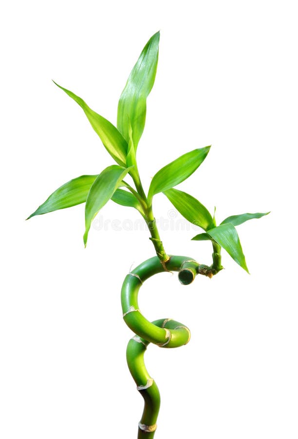 Bamboo stock photo. Image of asia, freshness, luck, culture - 3696558