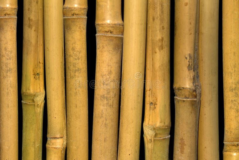 Bamboo stalks stock image. Image of textures, abstract - 15307753