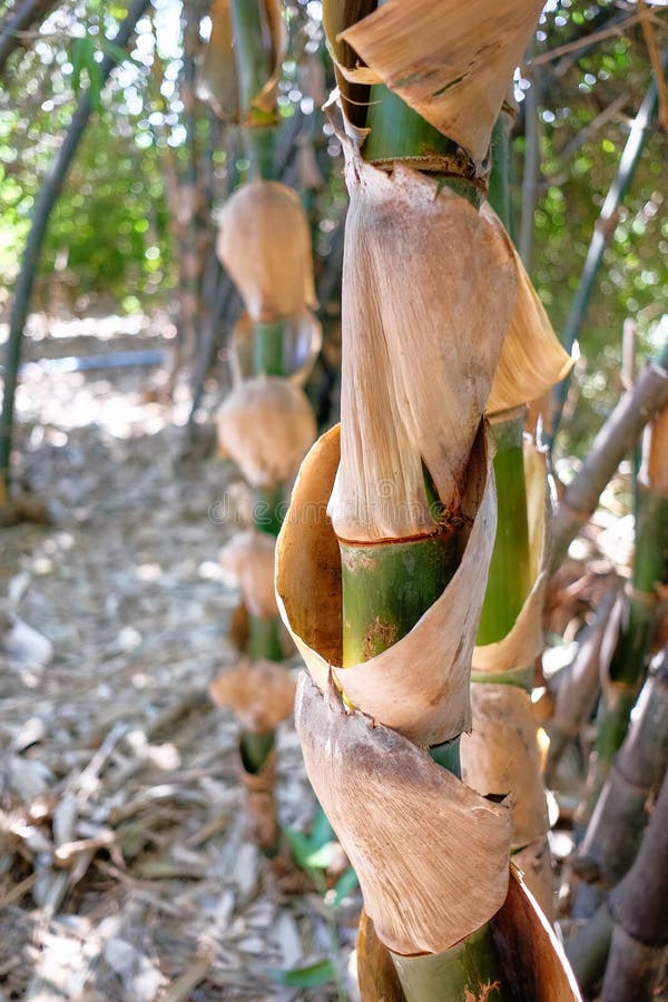 Bamboo stalks stock image. Image of bamboo, tree, stalks - 120457549