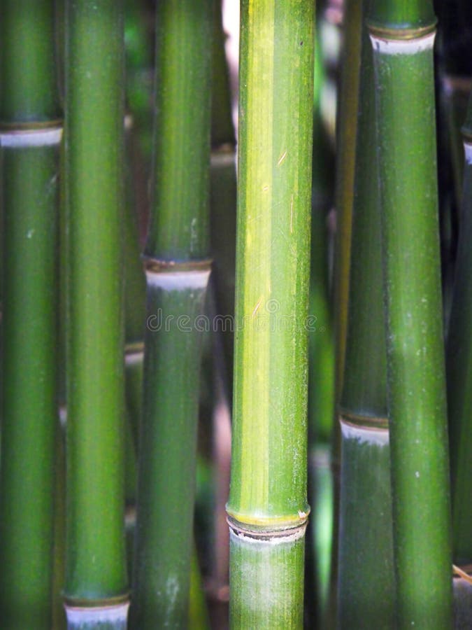 Bamboo stalks. stock image. Image of color, outdoors, vertical - 2284437