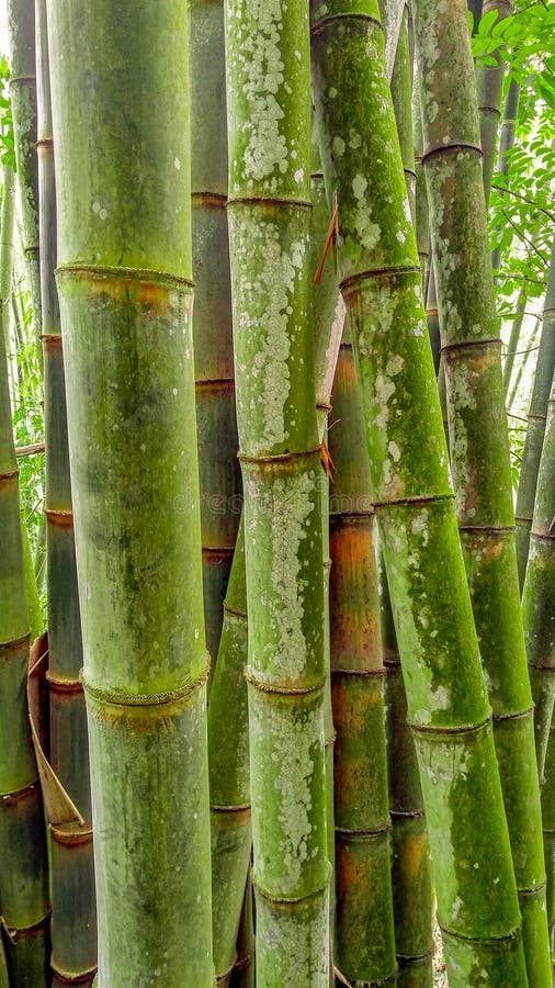Bamboo Stalks in the Forest Stock Image - Image of japanese, atmosphere ...