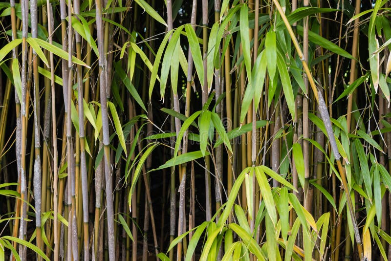 Bamboo stalks and leaves stock image. Image of vegetation - 53681931