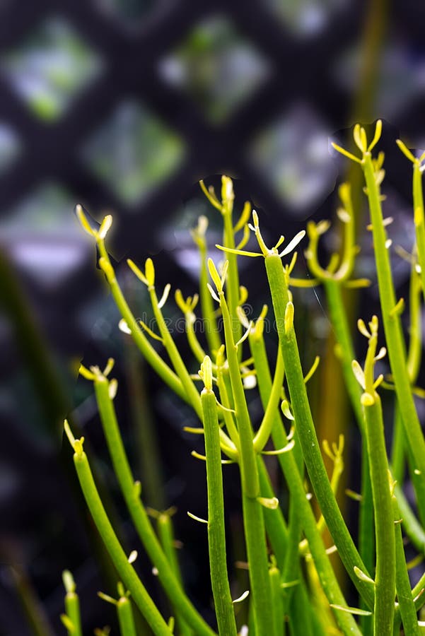 Bamboo Stalks Seen in Bright Light, Toronto, on, Canada Stock Photo ...