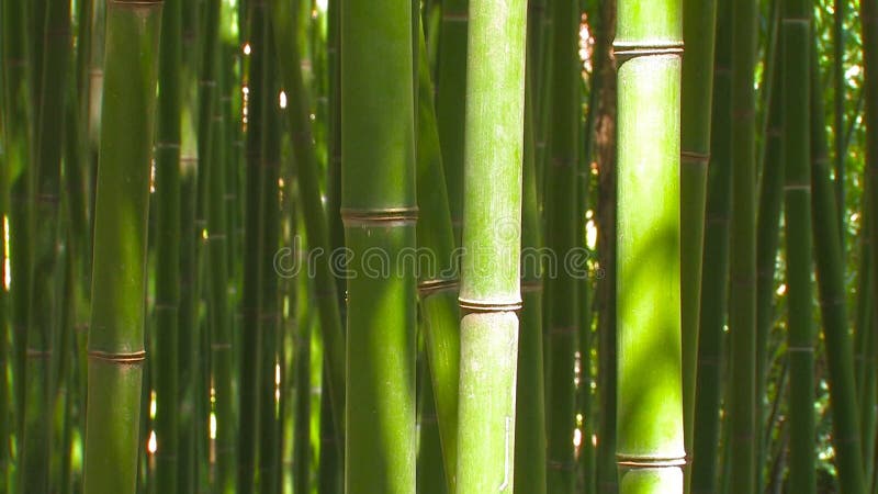Bamboo Stock Footage & Videos - 27,134 Stock Videos