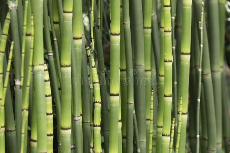 Bamboo stock image. Image of stalks, poaceae, plantae - 95401239