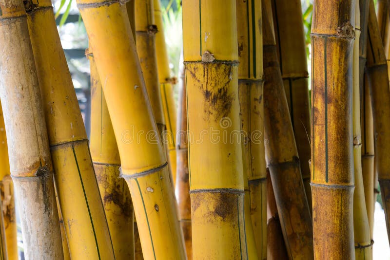 Bamboo stalks stock image. Image of forest, outdoor, natural - 34326525