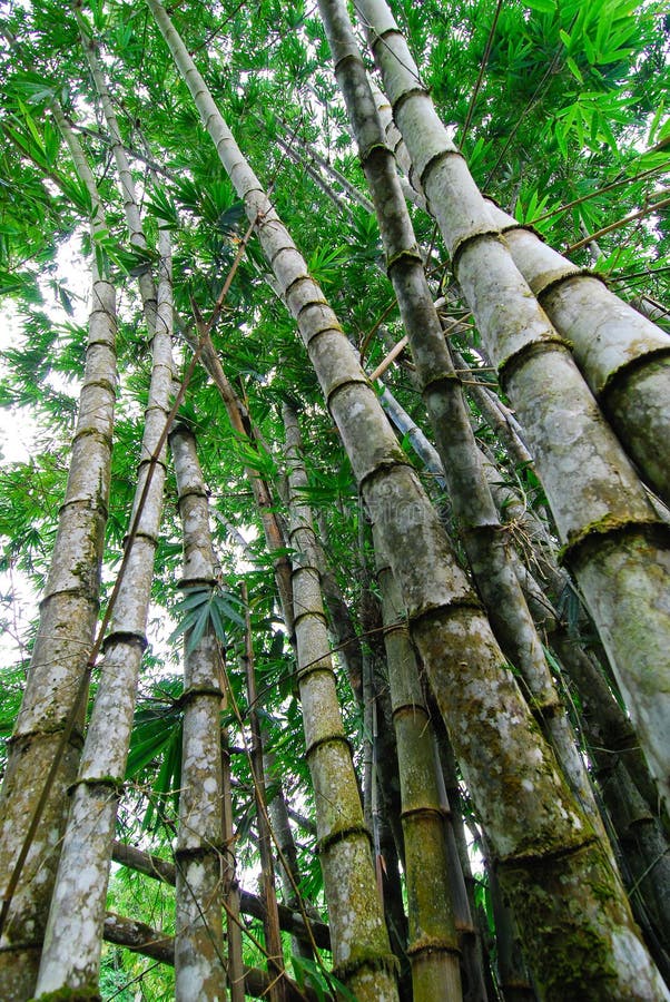 Bamboo Stand stock image. Image of surigao, philippines - 20063157