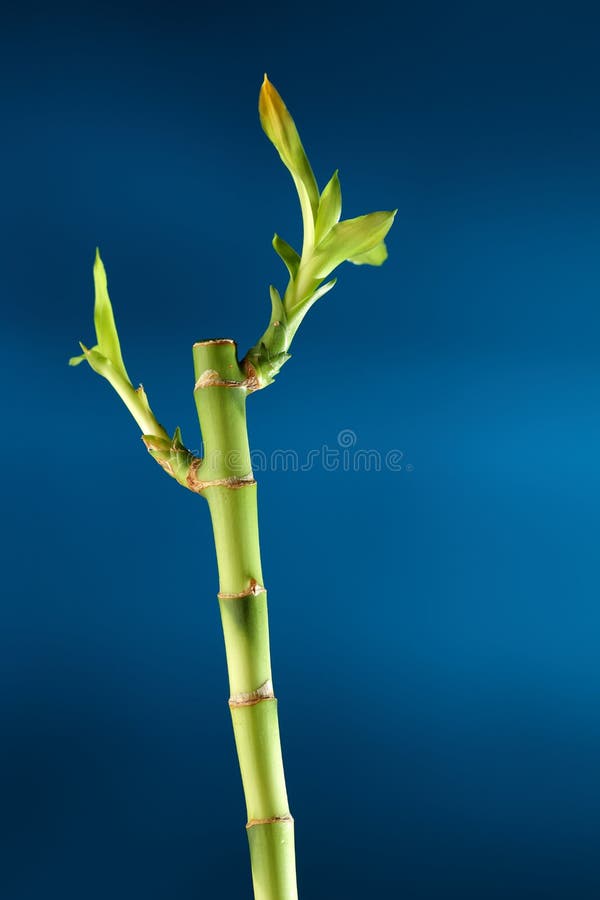 Bamboo stem stock image. Image of culture, bamboo, growth - 11840985