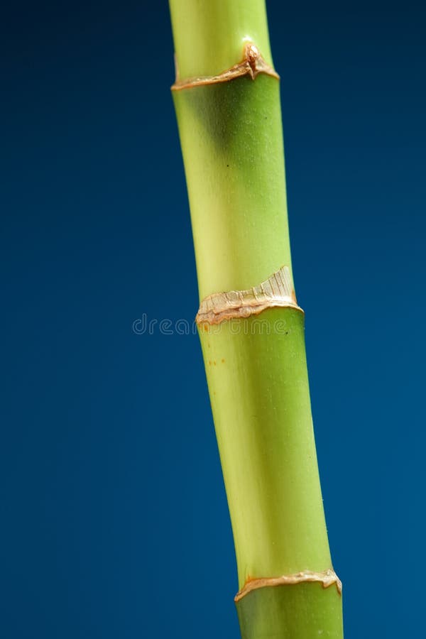 Bamboo stem stock image. Image of buddhism, exotic, beauty - 11841033