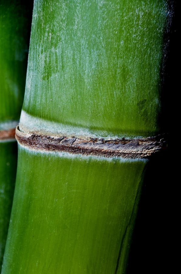 Green Bamboo stem stock image. Image of close, bamboo - 195960199