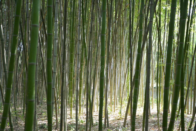 Bamboo stem in the forest stock photo. Image of beauty - 261169742