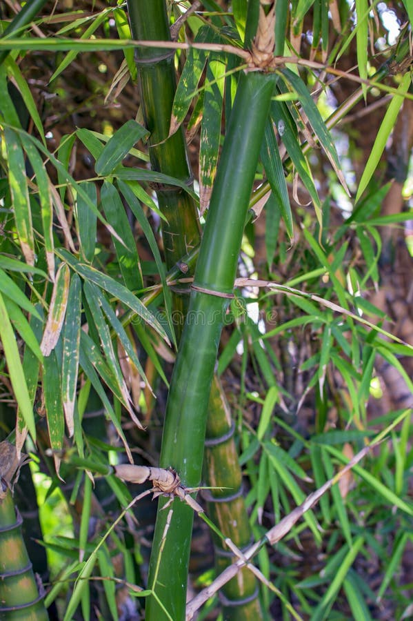 Bamboo stem stock image. Image of blue, bright, bamboo - 11841033