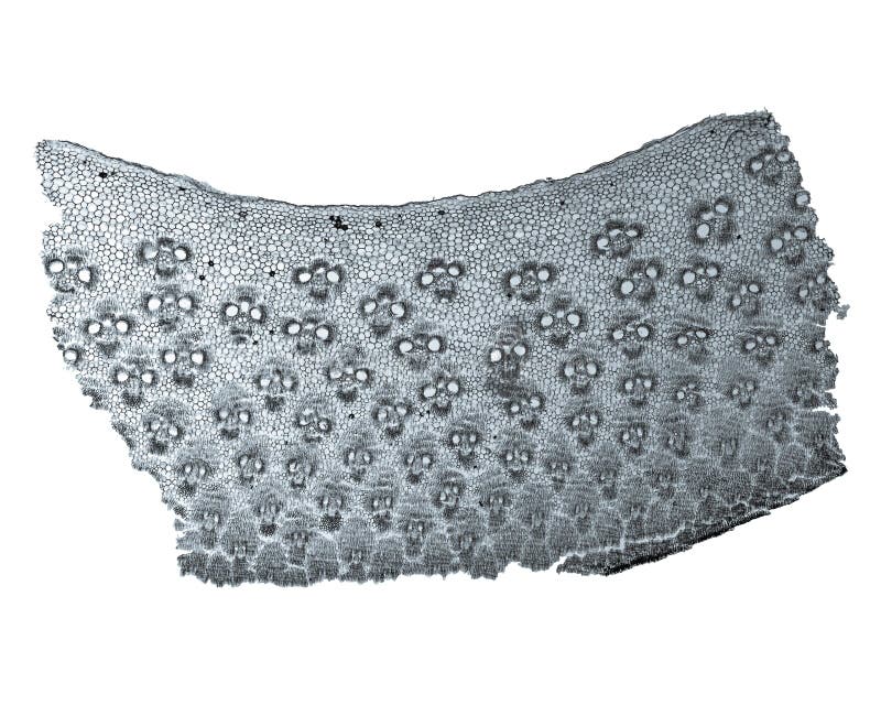 Bamboo stem micrograph stock image. Image of microscope - 114482041