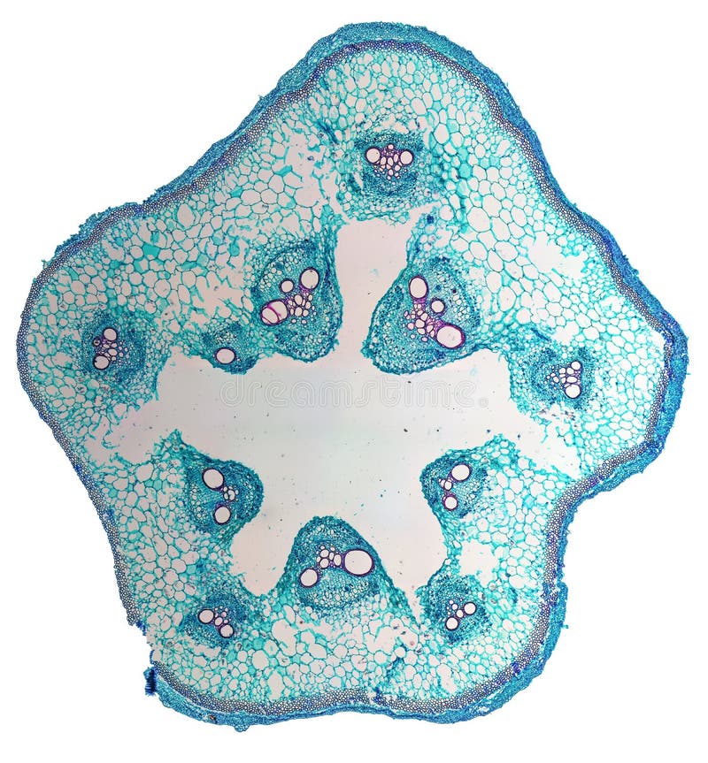 Bamboo stem micrograph stock image. Image of flora, light - 47444129