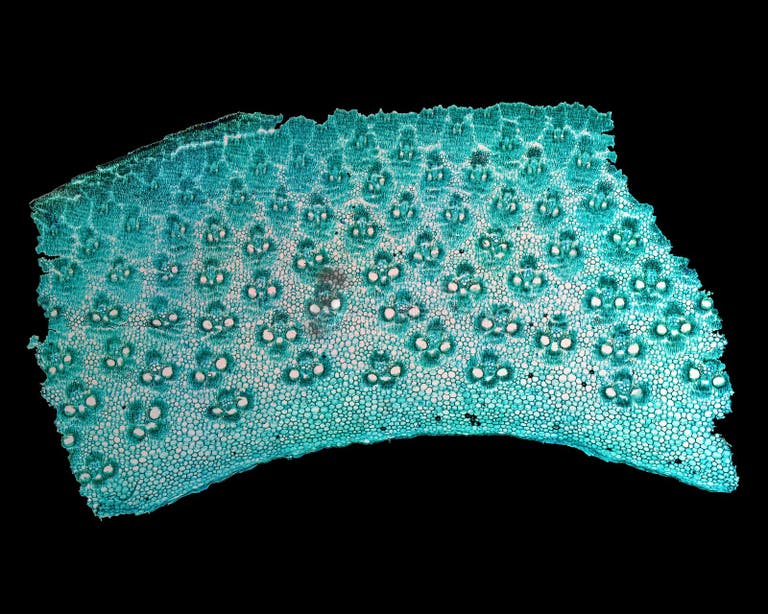 Bamboo stem micrograph stock photo. Image of detail, micrograph - 60682744