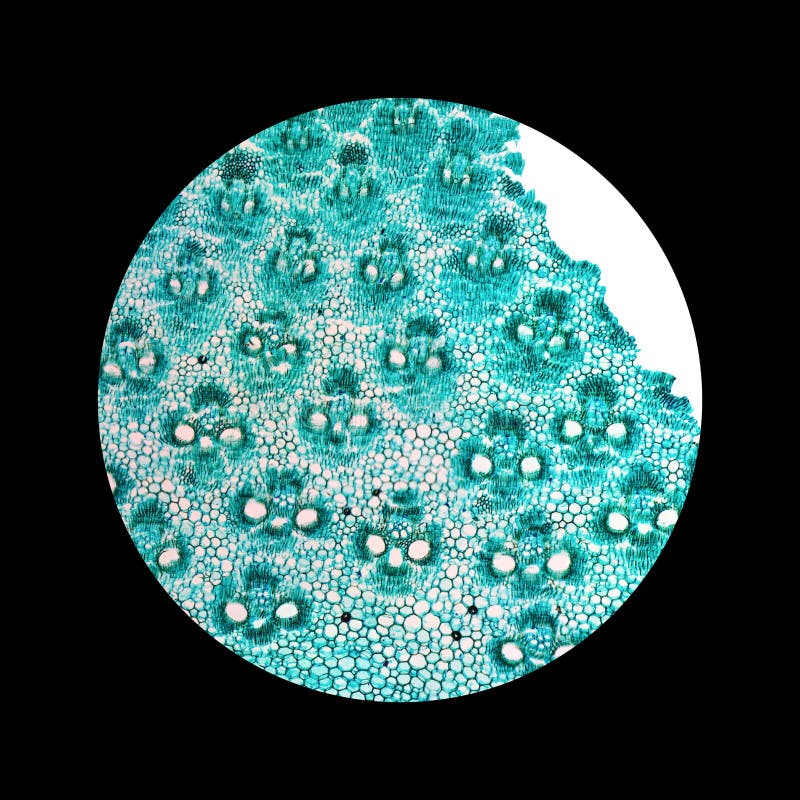 Bamboo stem micrograph stock image. Image of stem, flora - 67692437