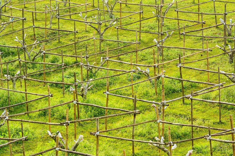 Bamboo Stem Supporting Pear Tree S Branches. Stock Image - Image of ...