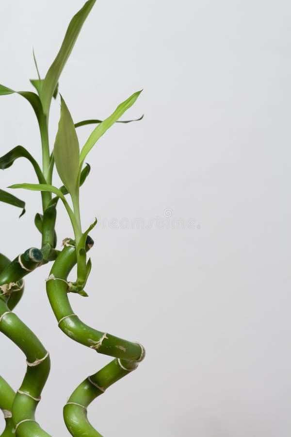 Bamboo stems stock photo. Image of lines, beauty, background - 13452208
