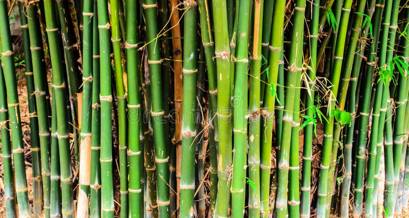 Bamboo Stems stock photo. Image of vibrant, ecology, chinese - 60654106
