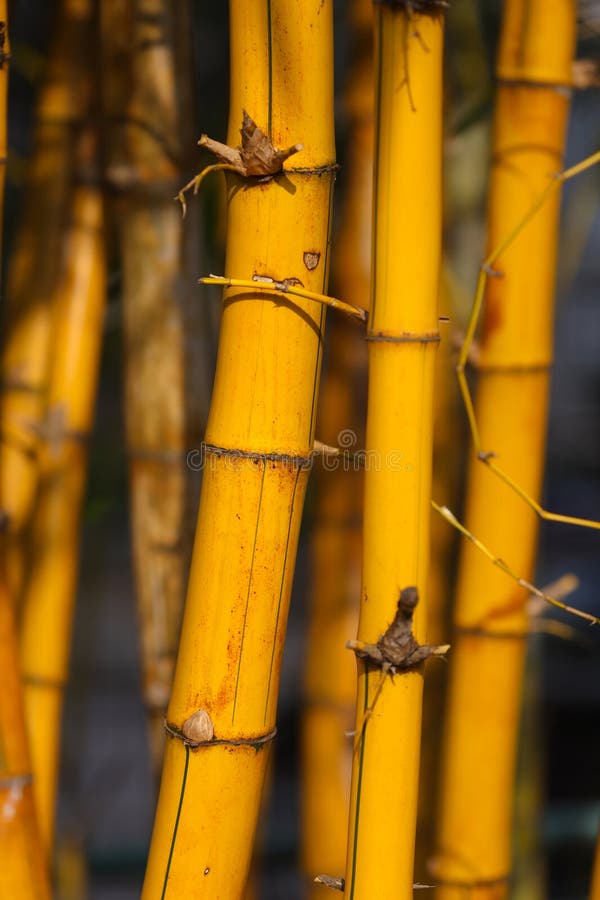 Bamboo Stems in a Forest, Scene of Bamboo Forest in Winter Stock Photo ...