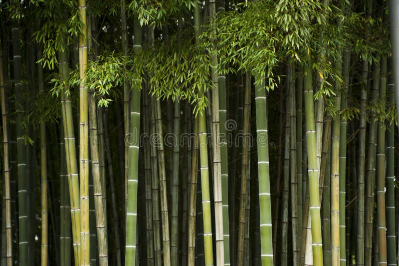 Bamboo stock photo. Image of forest, biome, palnt, nature - 38974324