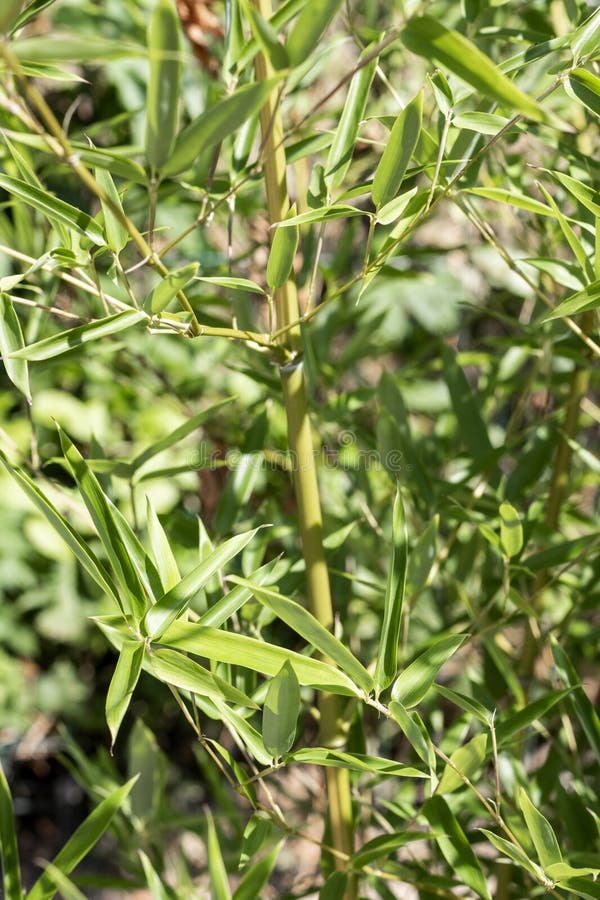 Bamboo Stems with Large Leaves. Green Bamboo Thickets. Closeup Stock ...