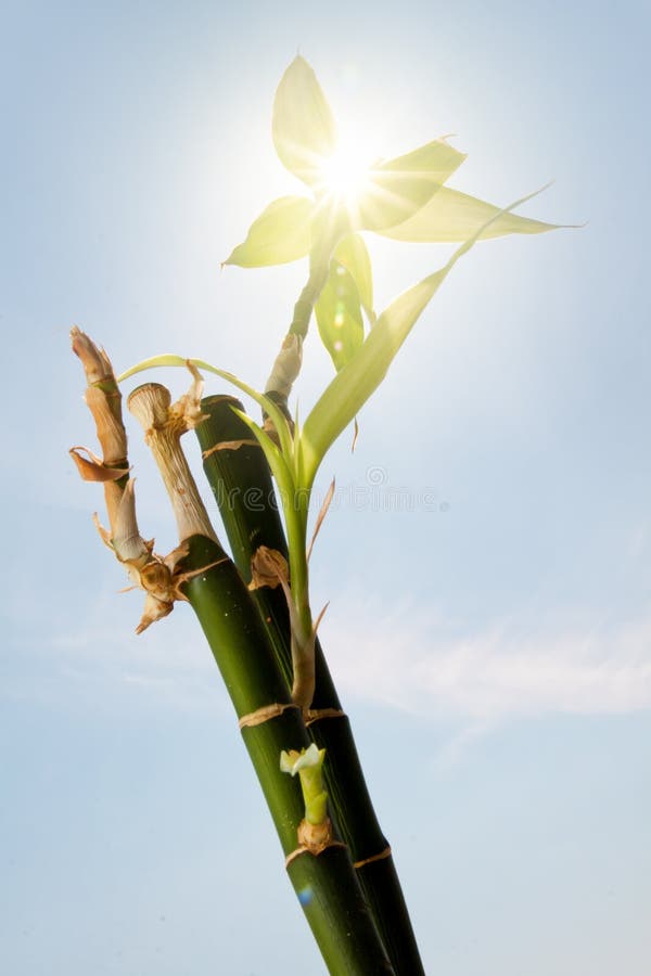 Bamboo stick stock image. Image of bamboo, branch, tropical - 25479789