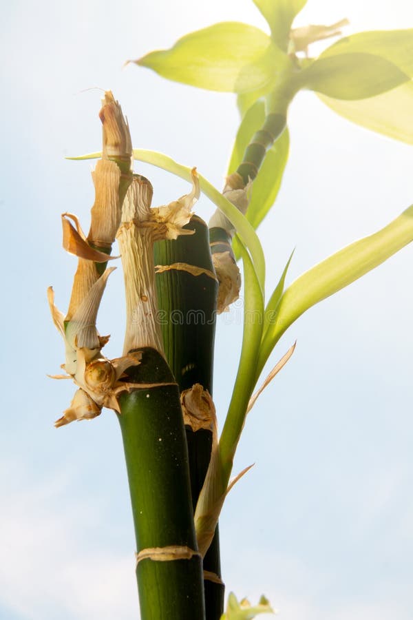 Bamboo stick stock photo. Image of garden, branch, stem - 25479794