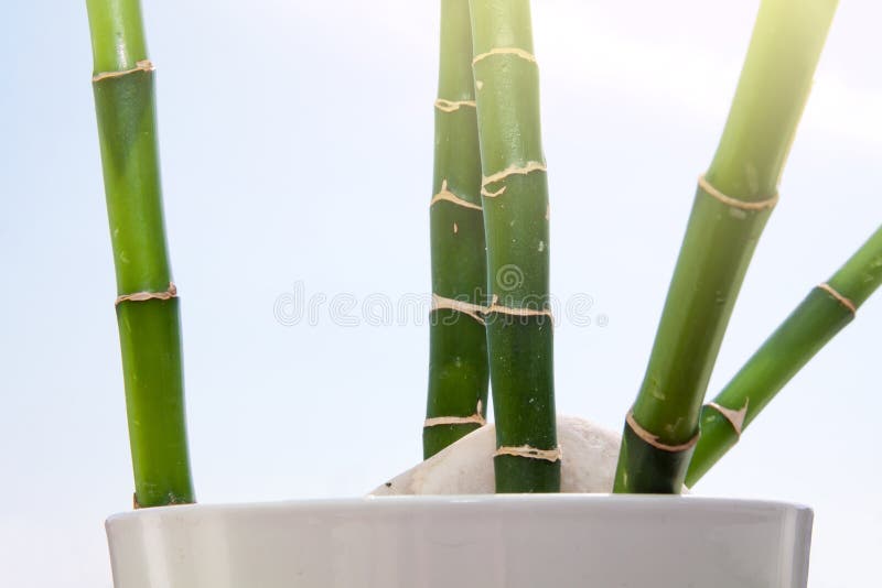 Bamboo stick stock photo. Image of stem, chinese, tree - 25479906