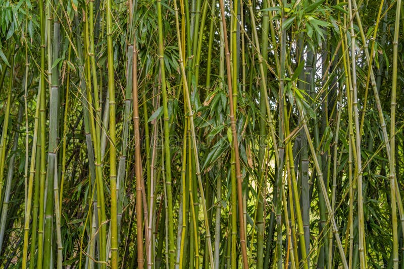 Bamboo sticks stock photo. Image of nature, plant, vegetation - 322614418