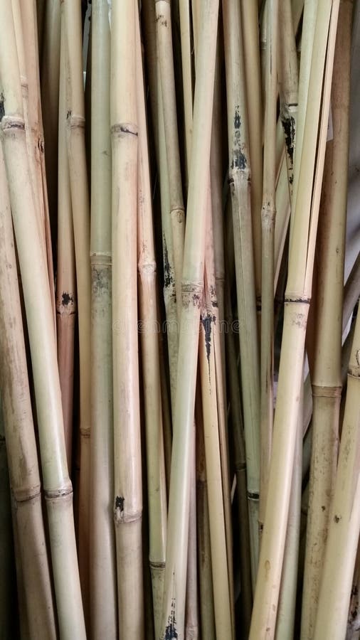 Bamboo Sticks stock photo. Image of sticks, bamboo, reeds - 45396662