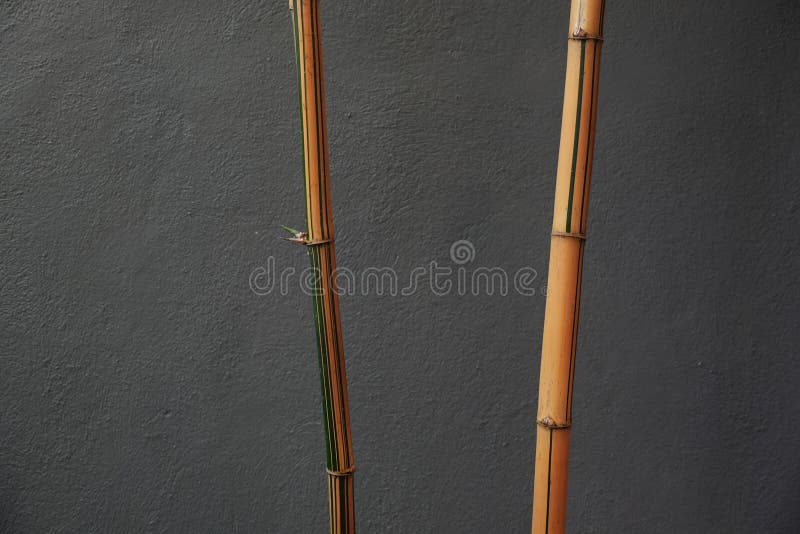 Bamboo sticks stock image. Image of hardwood, ecology - 255991187