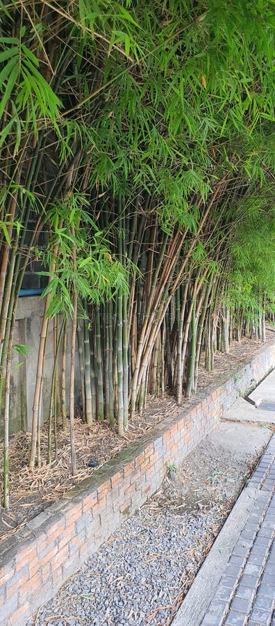 Bamboo street wall stock image. Image of bamboo, woodland - 261787861