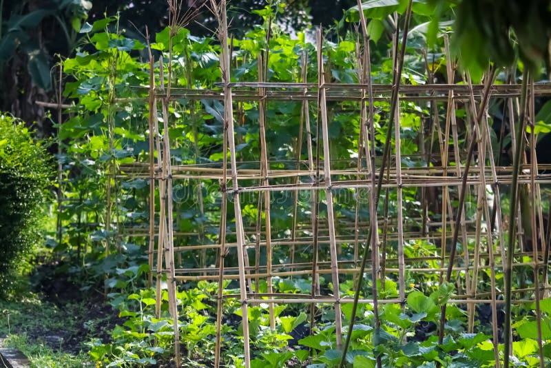 Bamboo String for Growing Vines Stock Image - Image of agriculture ...