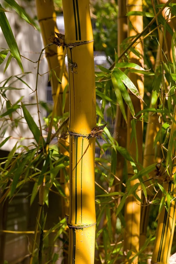 Weeping willow tree stock photo. Image of spring, meditation - 8293496