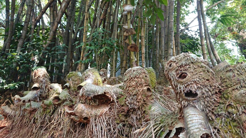 Bamboo stump in the nature stock photo. Image of plant - 228434710