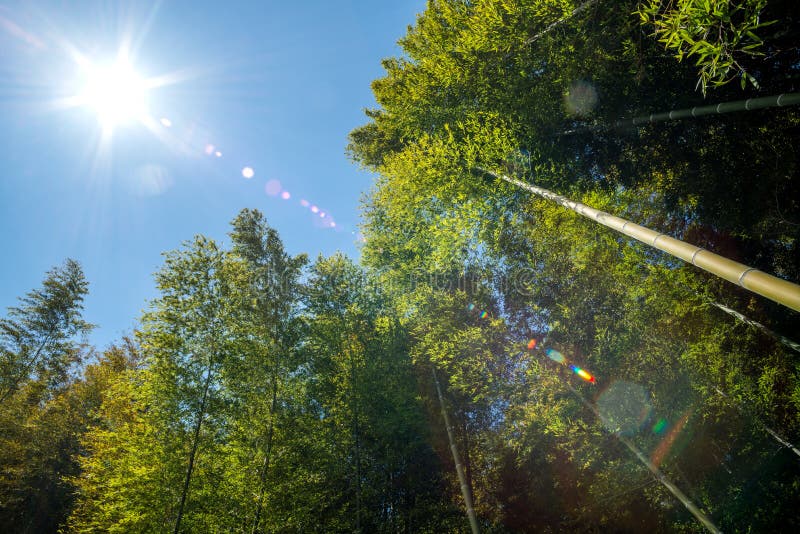 Bamboo and sun rays stock image. Image of strong, grove - 266819767