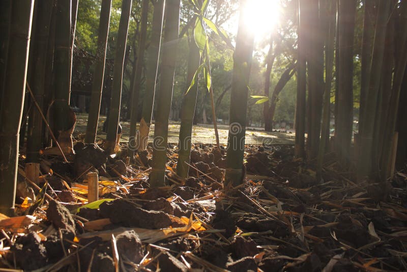 Bamboo Sunset Over Lam Takhong Dam Near Khao Yai National Park ...