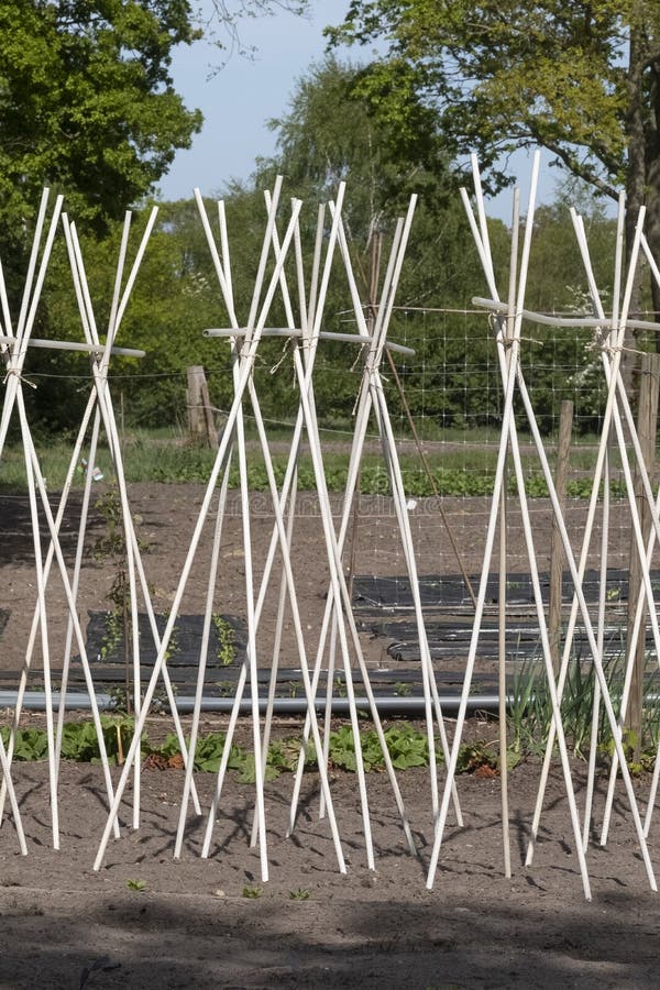 Bamboo: a Support Frame Ready for Climbing Beans and Peas in a ...