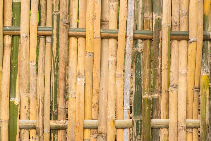 Bamboo surface stock photo. Image of surface, brown, tropical - 95835228