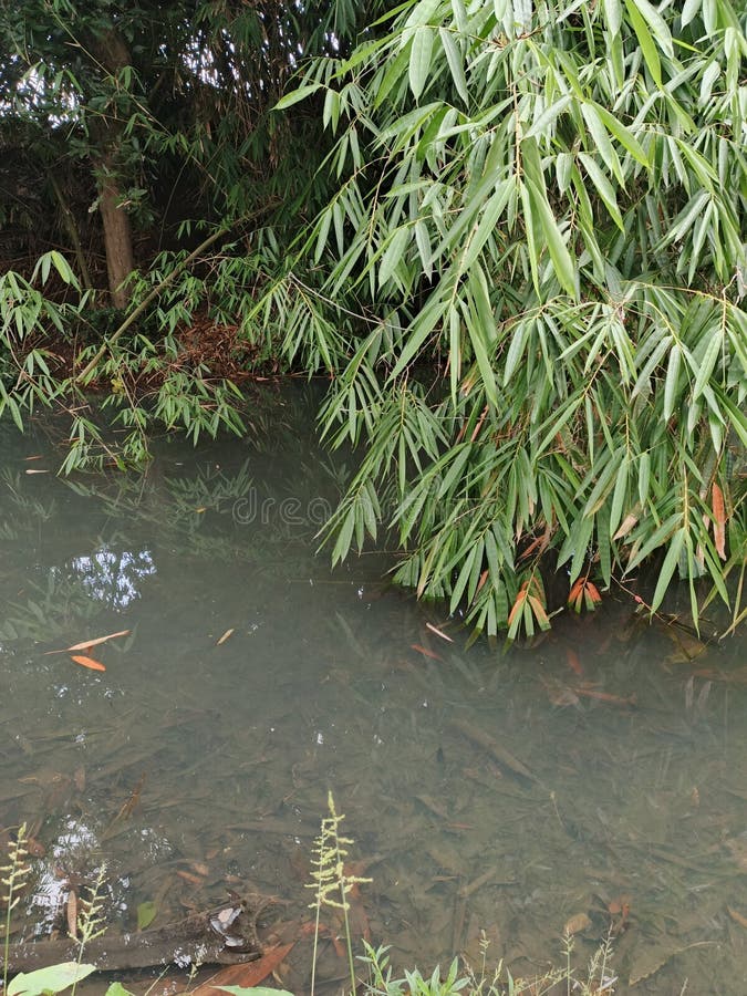 Bamboo and swamp stock image. Image of stream, woodland - 373442049